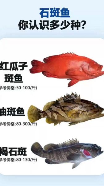养殖石斑鱼多少钱一斤_石斑鱼养殖成本利润分析-第1张图片-山城妙识