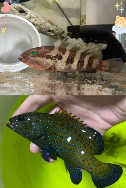 养殖石斑鱼多少钱一斤_石斑鱼养殖成本利润分析-第3张图片-山城妙识