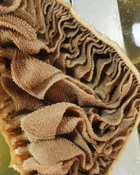 牛百叶是什么动物身上的_牛百叶和牛肚区别-第1张图片-山城妙识