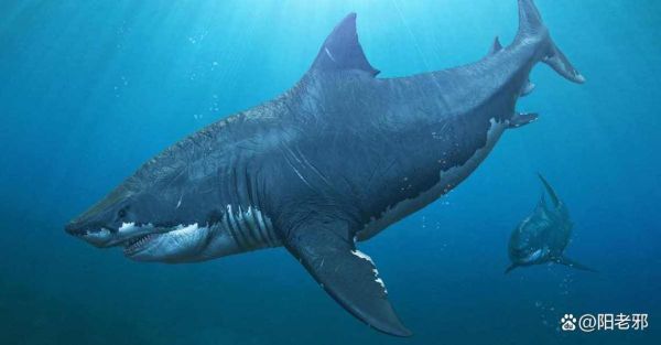 已灭绝的十大鲨鱼有哪些_它们为何消失-第2张图片-山城妙识