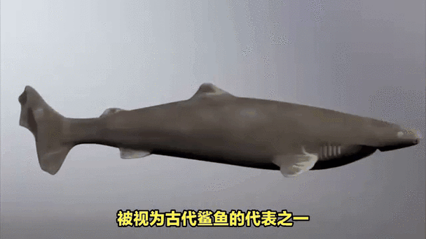 已灭绝的十大鲨鱼有哪些_它们为何消失-第1张图片-山城妙识