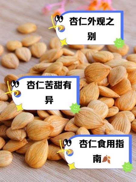 中药杏仁图片_苦杏仁与甜杏仁怎么区分-第1张图片-山城妙识