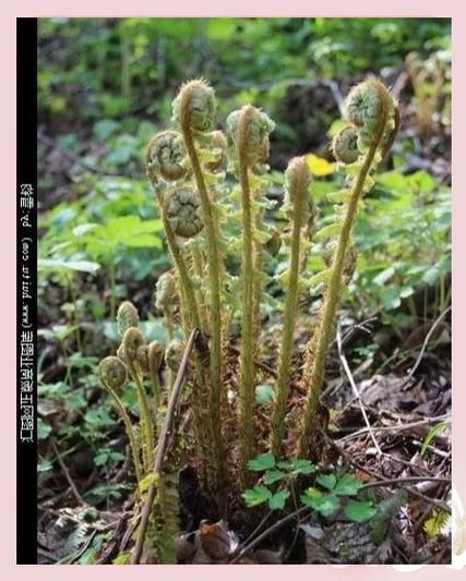 猴腿菜致癌是真的吗_猴腿菜致癌传言来源-第1张图片-山城妙识