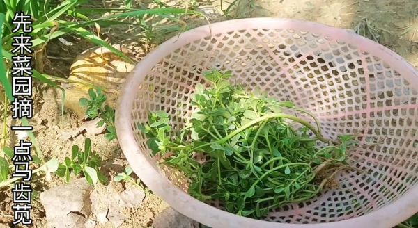 凉拌马齿苋怎么做_马齿苋焯水几分钟才脆绿-第1张图片-山城妙识