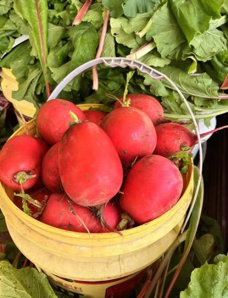 大红萝卜图片_怎么挑选新鲜-第1张图片-山城妙识