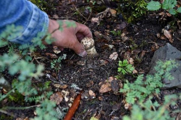 松露长在什么地方_如何辨别松露生长环境-第1张图片-山城妙识