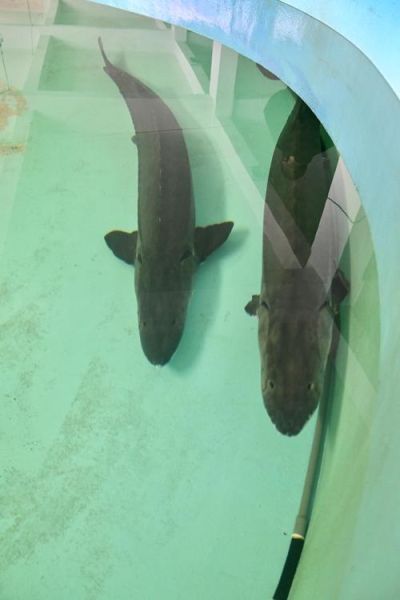 中华鲟灭绝了吗_中华鲟现状2024-第1张图片-山城妙识