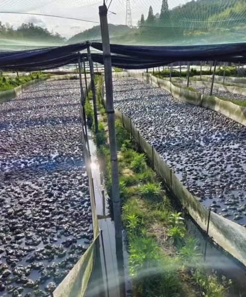 牛蛙禁养省份有哪些_2024最新政策解读-第3张图片-山城妙识