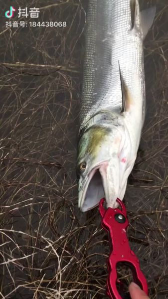 黄剑鱼怎么钓_黄剑鱼吃什么饵料-第1张图片-山城妙识