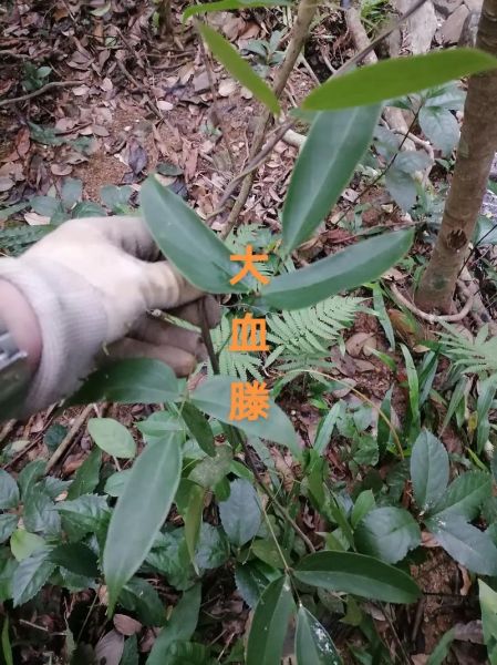 大血藤的功效与作用_大血藤的副作用有哪些-第2张图片-山城妙识