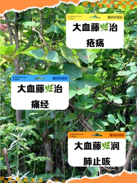 大血藤的功效与作用_大血藤的副作用有哪些-第1张图片-山城妙识