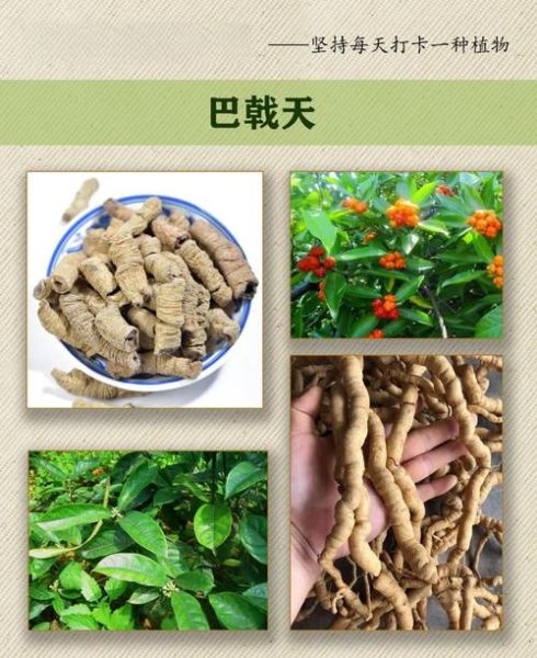 巴戟天的功效与作用_巴戟天的禁忌人群有哪些-第3张图片-山城妙识