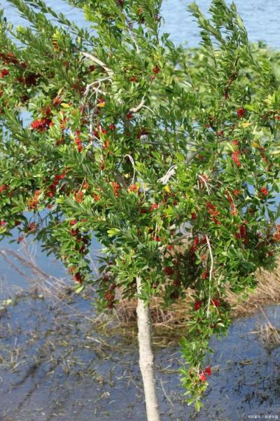 枸杞树图片大全大图_枸杞树长什么样-第1张图片-山城妙识