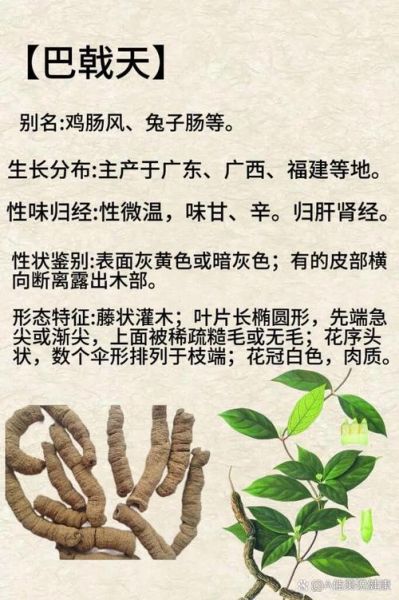 巴戟天的功效与作用_巴戟天的禁忌人群有哪些-第1张图片-山城妙识