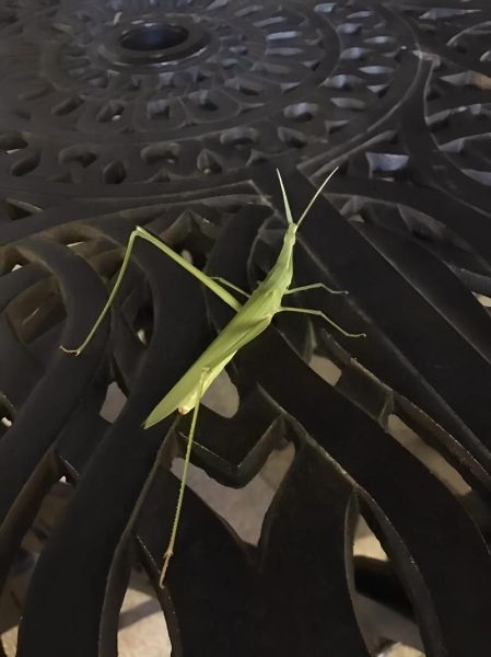 爬蚱图片怎么拍_爬蚱图片拍摄技巧-第3张图片-山城妙识