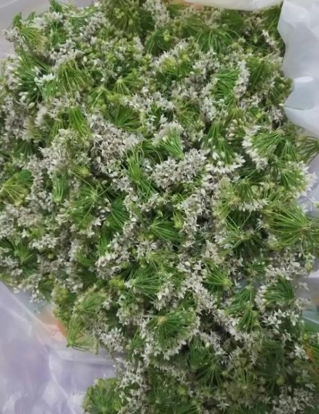韭花酱的功效与作用禁忌_哪些人不能吃-第3张图片-山城妙识