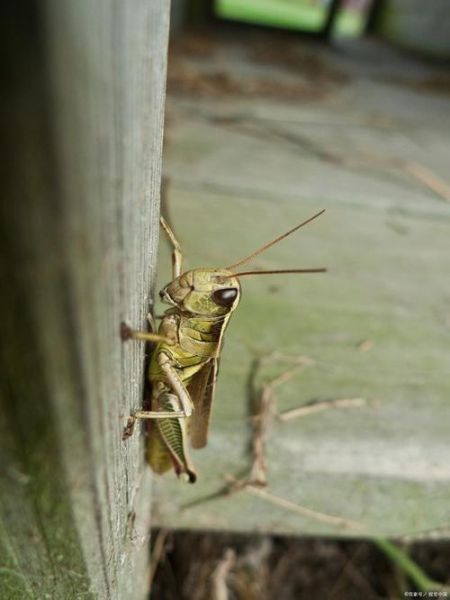 爬蚱图片怎么拍_爬蚱图片拍摄技巧-第2张图片-山城妙识