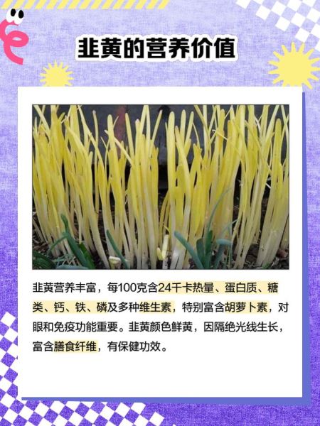 韭黄多少钱一斤_韭黄价格为什么波动大-第1张图片-山城妙识