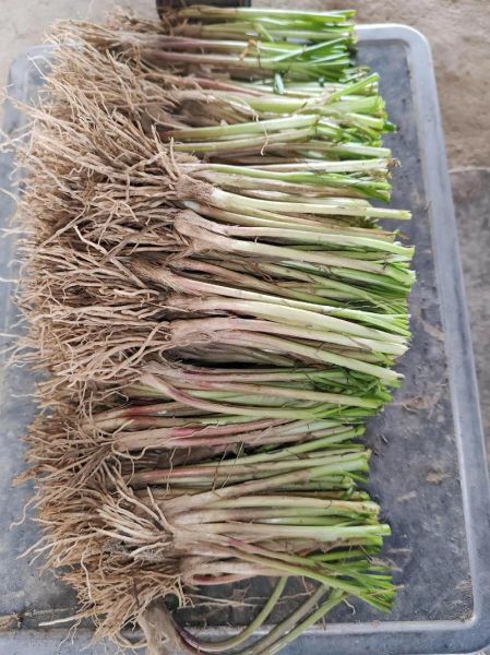 韭黄多少钱一斤_韭黄价格为什么波动大-第3张图片-山城妙识