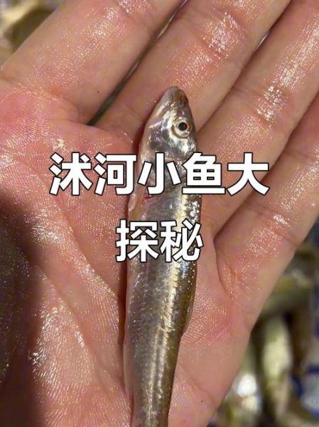 野生小河鱼名称大全_常见品种有哪些-第3张图片-山城妙识