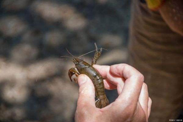 蝼蛄虾怎么做好吃_蝼蛄虾的做法大全-第2张图片-山城妙识