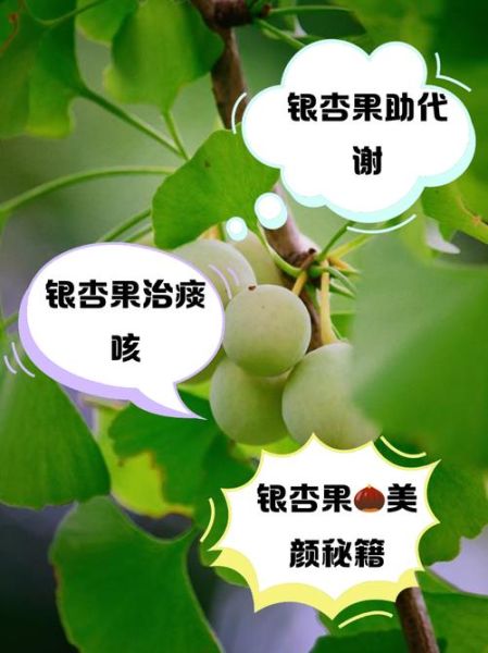 白果怎么吃治疗妇科病_白果一天吃几颗才有效-第2张图片-山城妙识