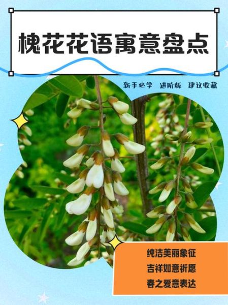 槐花的花语是什么_槐花象征什么意义-第1张图片-山城妙识