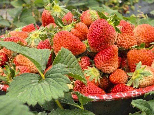 草莓什么时候成熟_草莓几月份采摘最好-第2张图片-山城妙识