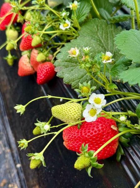 草莓什么时候成熟_草莓几月份采摘最好-第3张图片-山城妙识