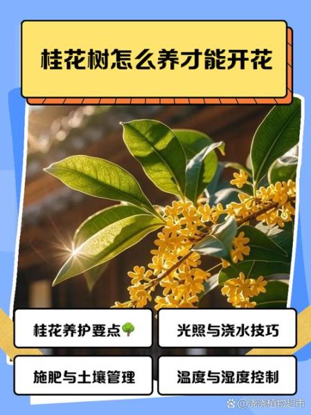 桂花怎么养才能开花_桂花养殖方法及注意事项-第1张图片-山城妙识