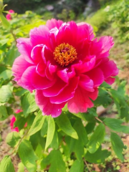 花图片大全哪里找_鲜花风景图片怎么拍-第2张图片-山城妙识