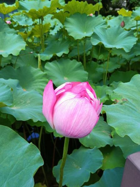 花图片大全哪里找_鲜花风景图片怎么拍-第3张图片-山城妙识