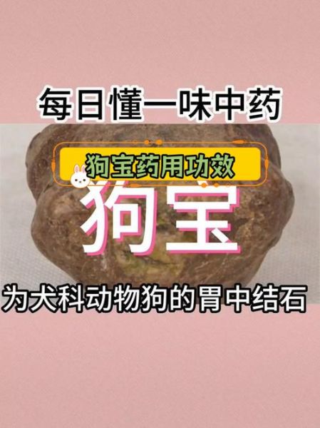 狗宝价格多少一克2019_狗宝多少钱一克2019-第1张图片-山城妙识