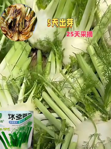 球茎茴香怎么做好吃_球茎茴香的家常做法-第3张图片-山城妙识