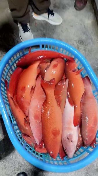 海红斑是什么鱼_海红斑和东星斑区别-第2张图片-山城妙识