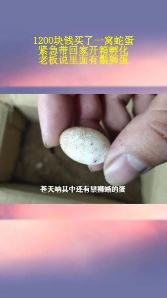 蛇蛋长什么样_蛇蛋孵化需要多久-第2张图片-山城妙识