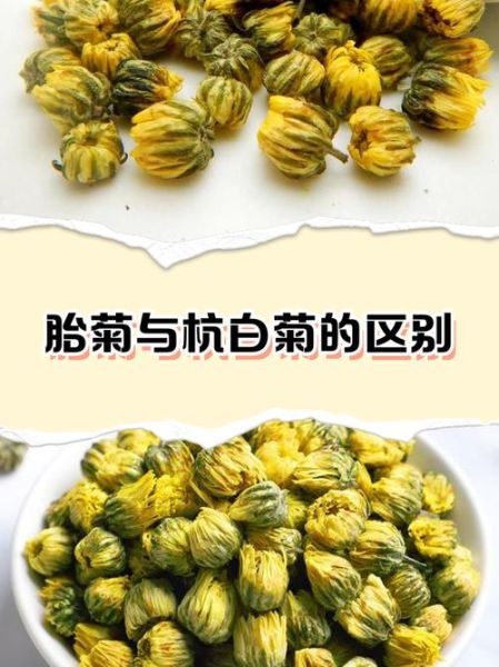 杭白菊和胎菊的区别_哪个更适合日常饮用-第1张图片-山城妙识