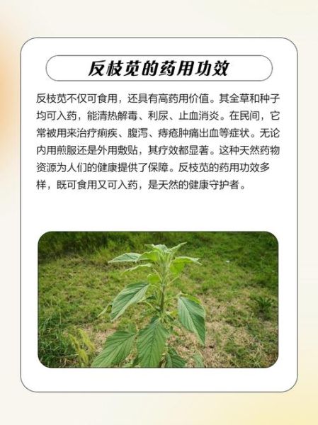 反枝苋是什么植物_反枝苋能吃吗-第1张图片-山城妙识
