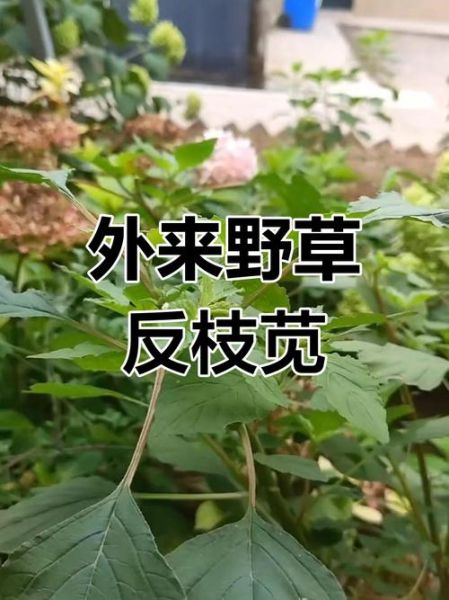 反枝苋是什么植物_反枝苋能吃吗-第3张图片-山城妙识