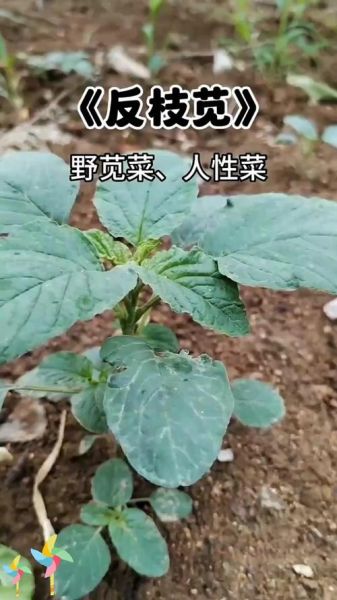 反枝苋是什么植物_反枝苋能吃吗-第2张图片-山城妙识