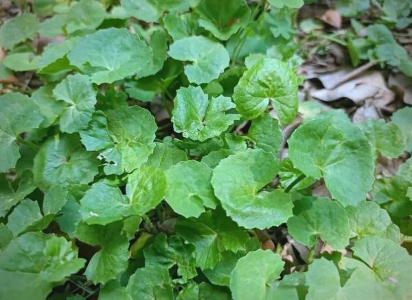 马蹄草图片长什么样_马蹄草的功效与作用-第2张图片-山城妙识