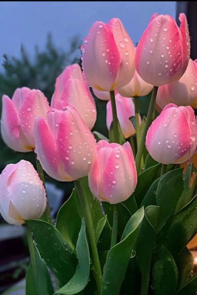 郁金图片怎么拍_郁金花高清壁纸下载-第2张图片-山城妙识