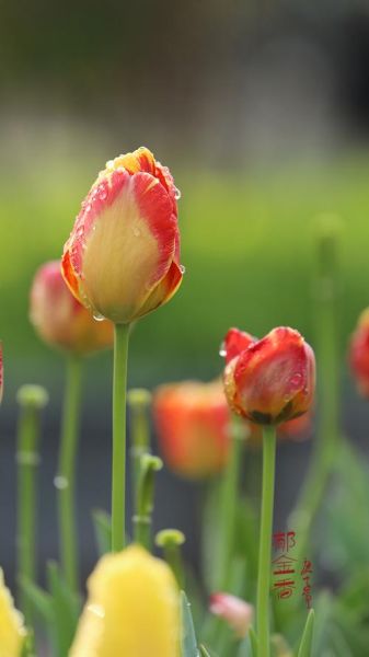 郁金图片怎么拍_郁金花高清壁纸下载-第3张图片-山城妙识