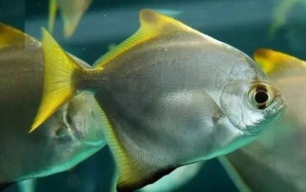 扁鱼叫什么_扁鱼学名和俗称大全-第2张图片-山城妙识