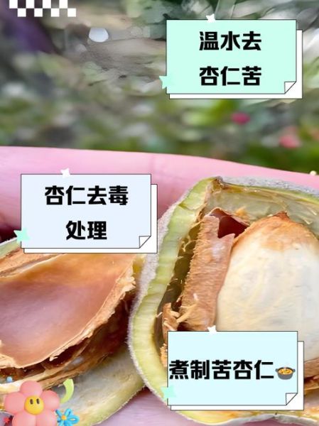 杏仁怎么脱毒_苦杏仁脱毒方法-第2张图片-山城妙识