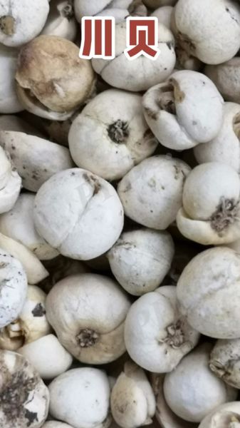 浙贝母的功效与作用_浙贝母怎么吃效果最好-第3张图片-山城妙识