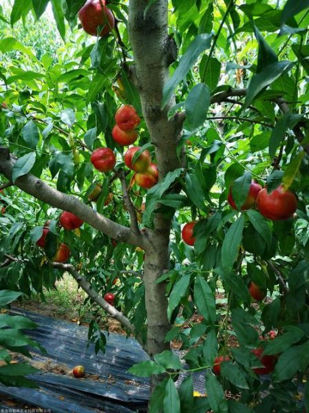 桃树图片大全大图_如何挑选高清桃树素材-第2张图片-山城妙识