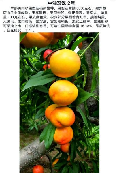 桃树图片大全大图_如何挑选高清桃树素材-第3张图片-山城妙识