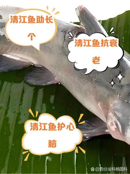 吃清江鱼的好处和坏处_清江鱼营养价值与食用风险-第2张图片-山城妙识