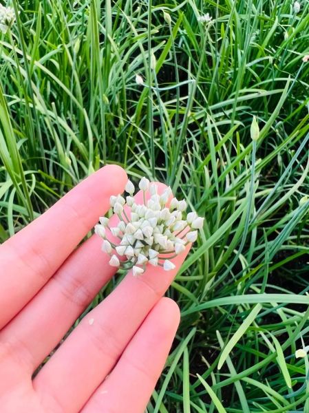 韭菜酱的做法大全_韭菜酱怎么保存-第2张图片-山城妙识 韭菜酱的做法大全_韭菜酱怎么保存-第2张图片-山城妙识